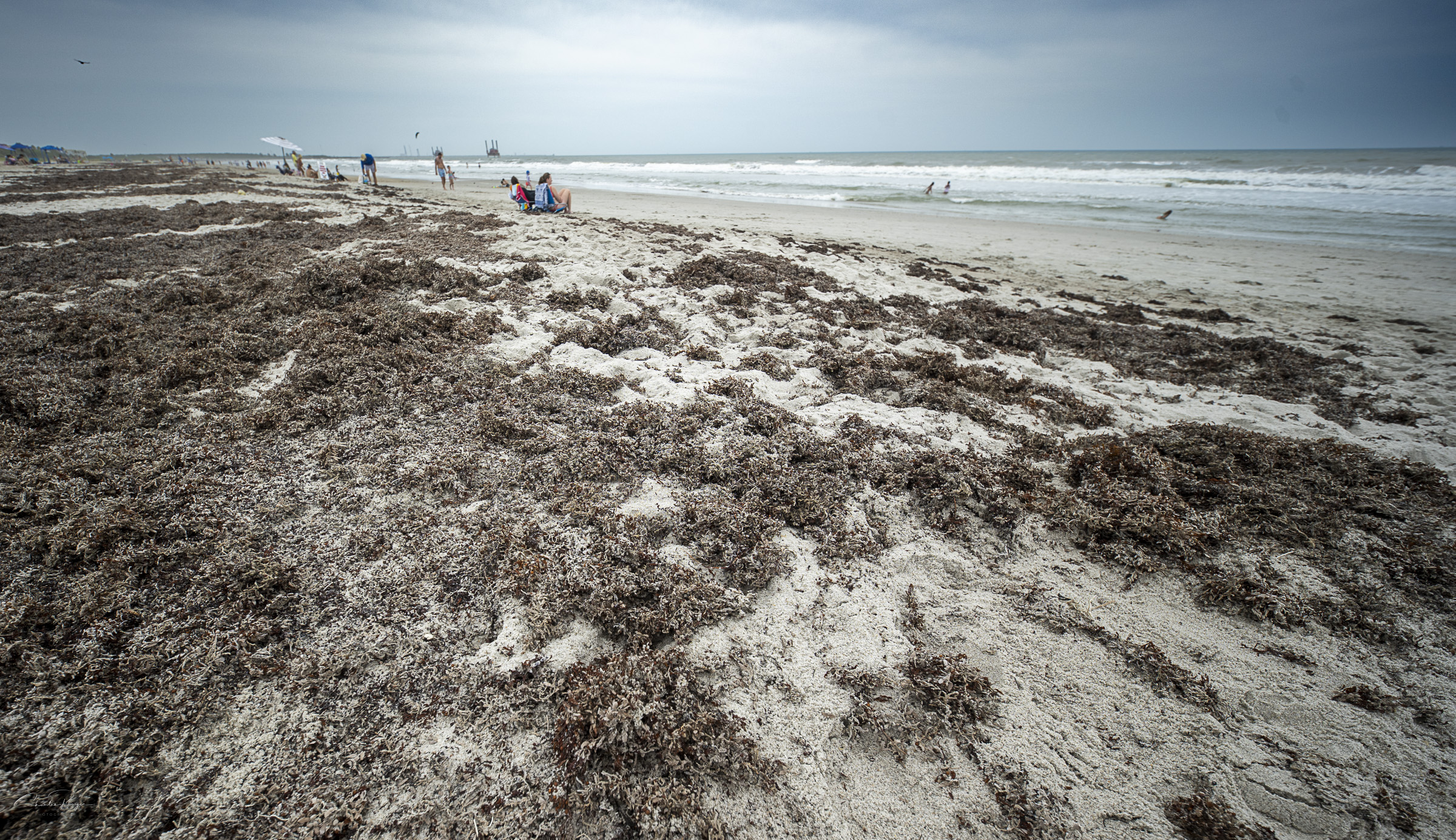 A Stinky New Record for Sargassum Coming This Year To Florida's Beaches ...